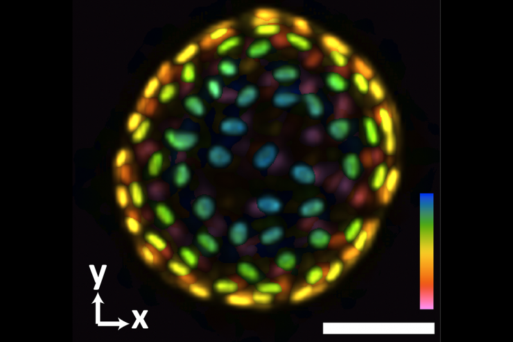 3D in a Snap: Jia Lab Develops Next Generation System for Imaging ...